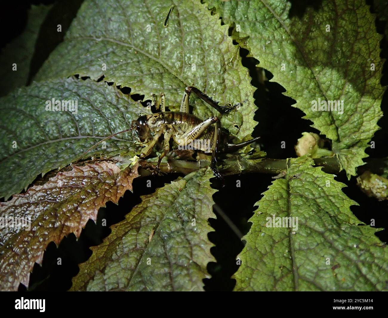 Auckland Tree Weta (Hemideina thoracica) Insecta Stock Photo - Alamy