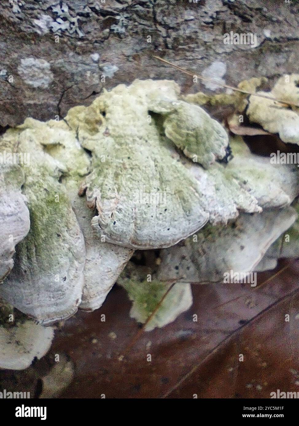 violet-toothed polypore (Trichaptum biforme) Fungi Stock Photo - Alamy