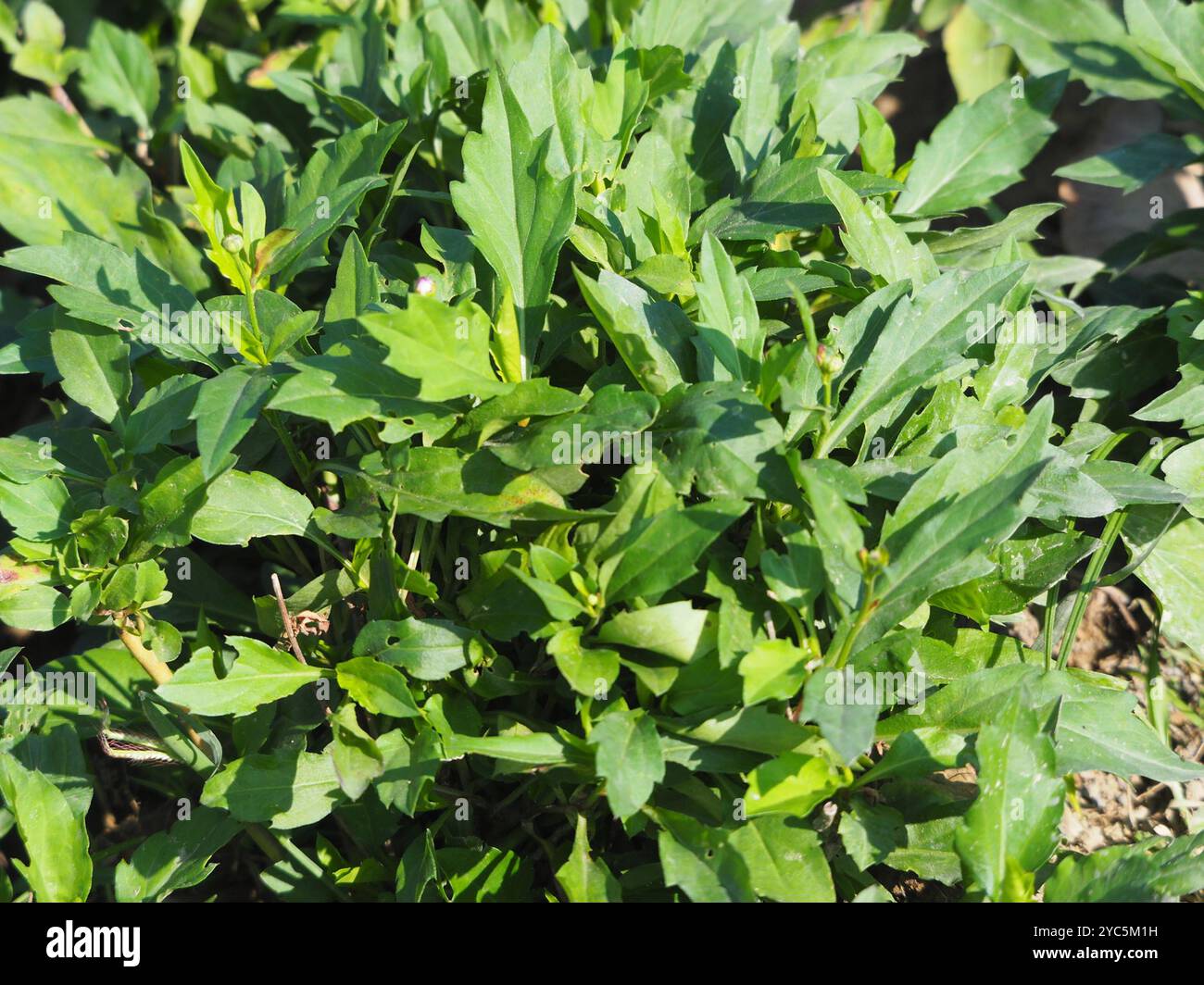 Aster indicus hi-res stock photography and images - Alamy