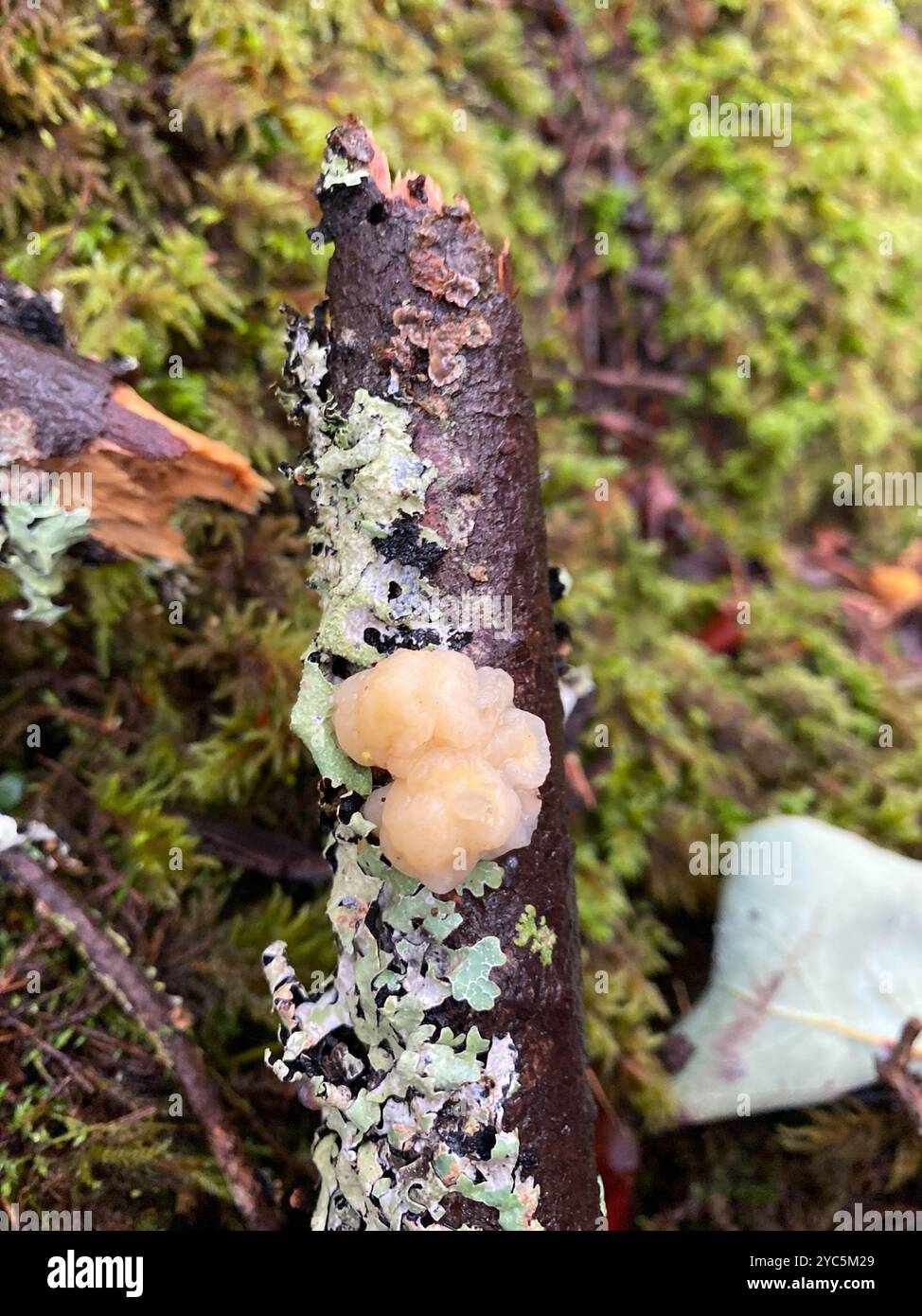 Crystal brain fungi hi-res stock photography and images - Alamy