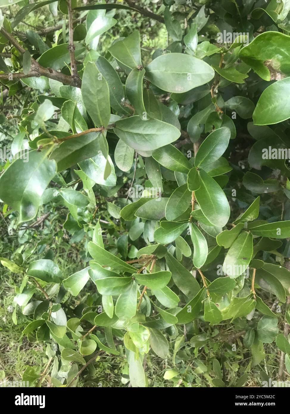 (Daphnopsis racemosa) Plantae Stock Photo - Alamy