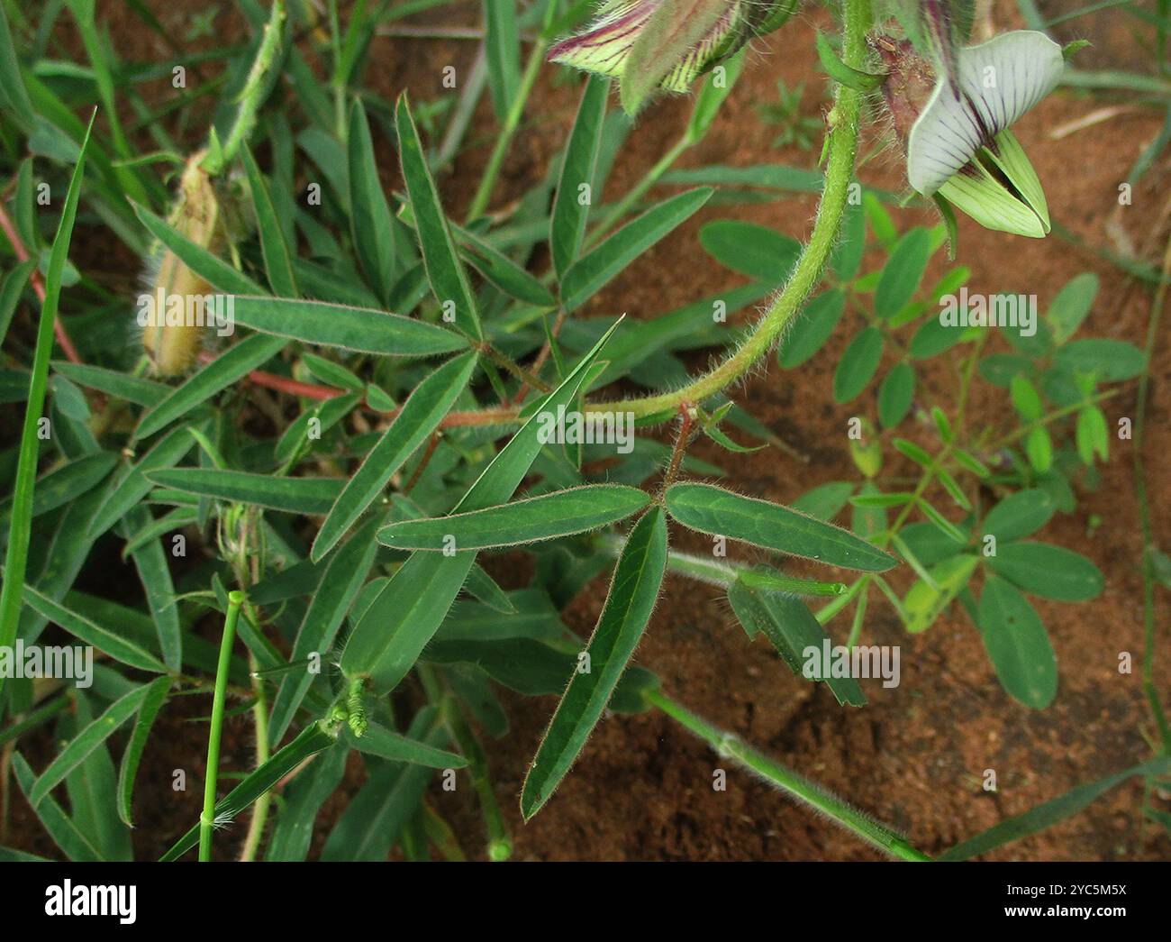 Rattle Bush (Crotalaria burkeana) Plantae Stock Photo - Alamy