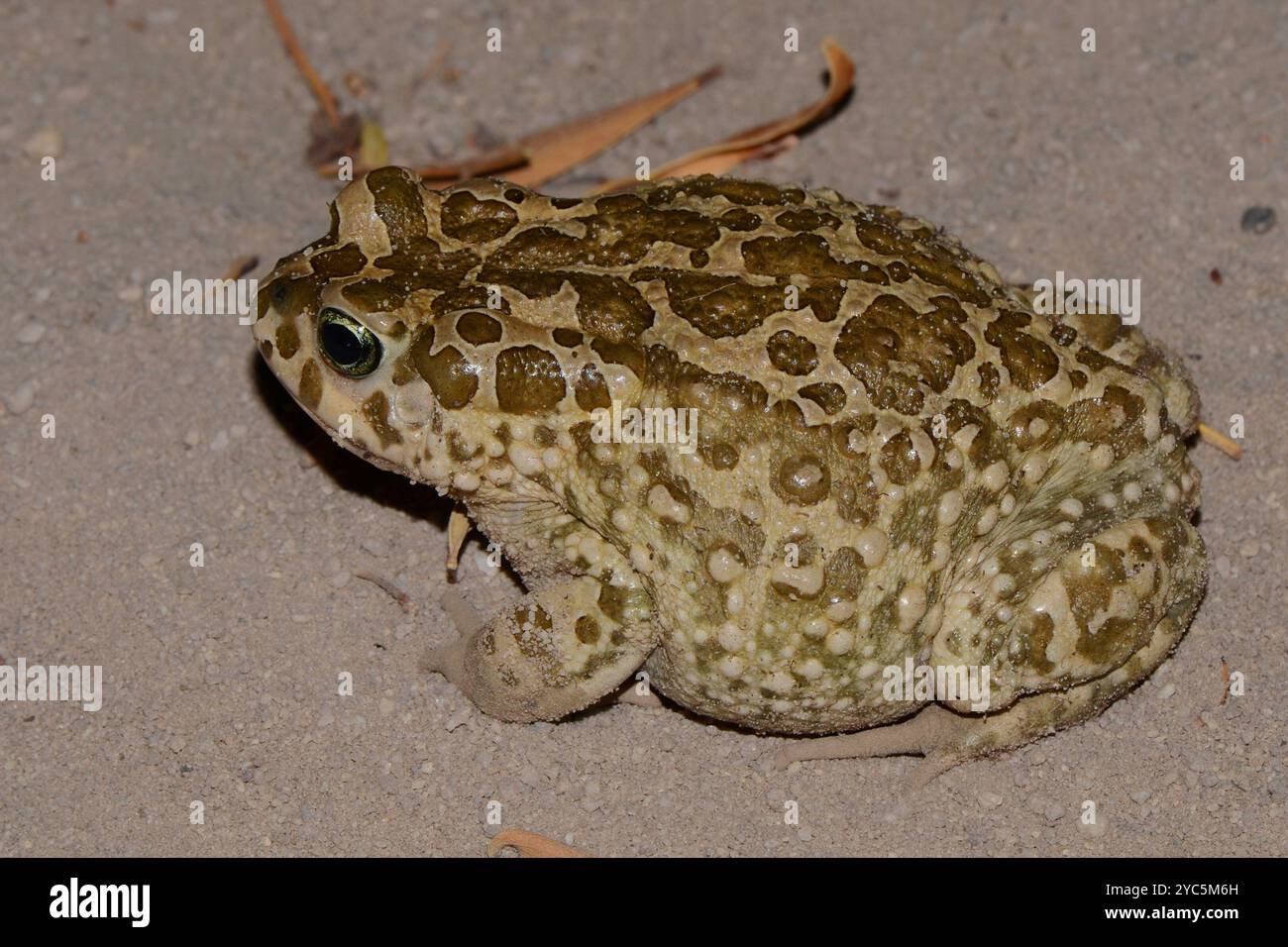 Karoo Toad (Vandijkophrynus gariepensis) Amphibia Stock Photo - Alamy