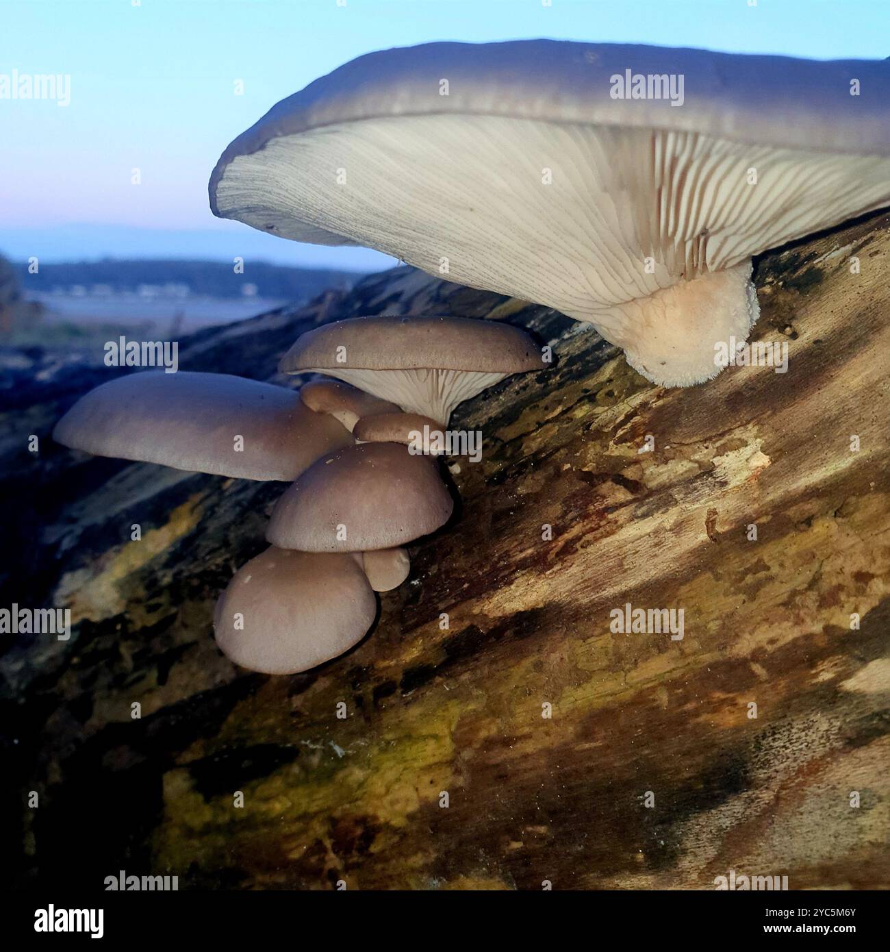 Lilac oysterling (Panus conchatus) Fungi Stock Photo - Alamy