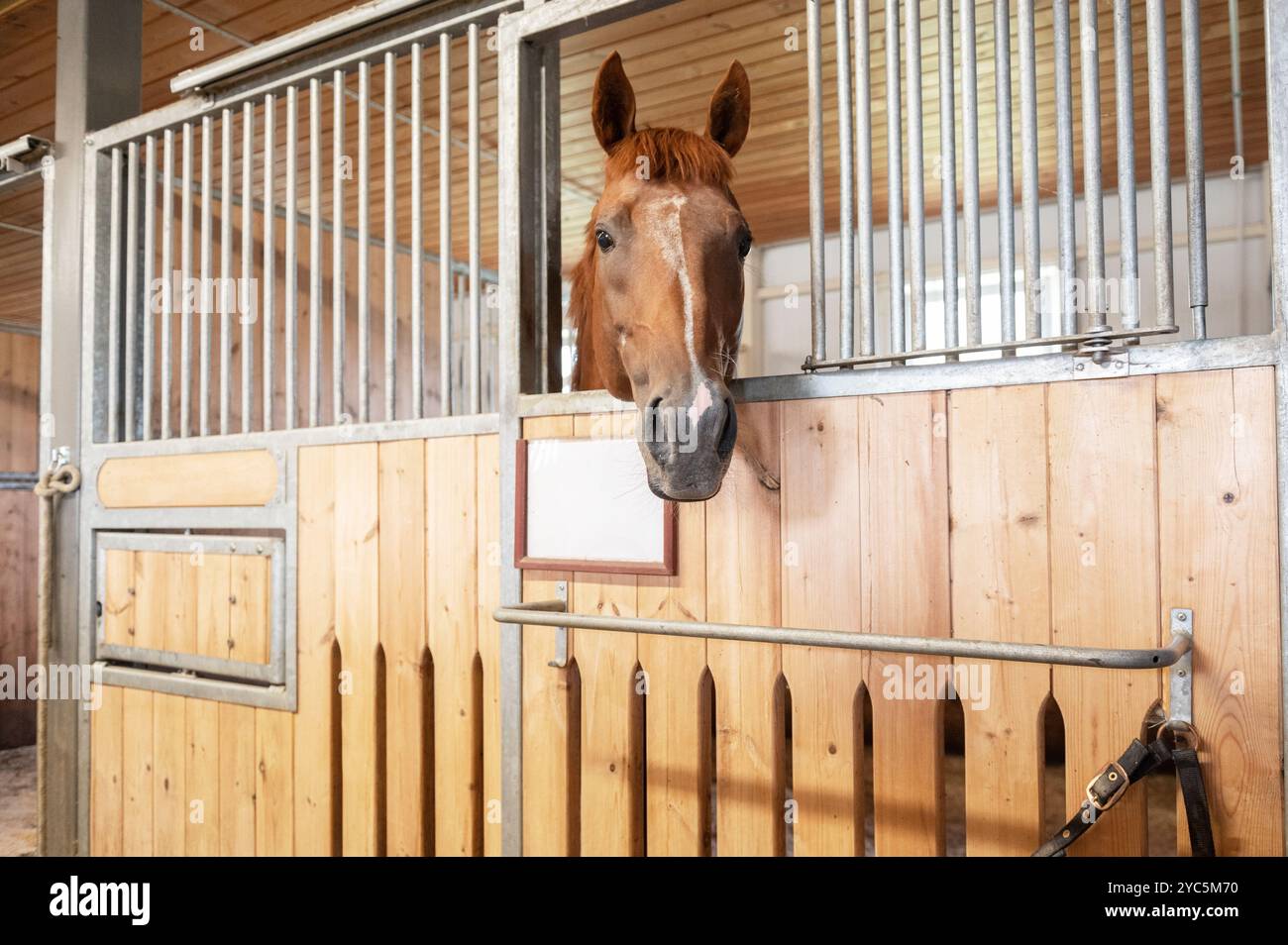 Beautiful horse standing in a stall in the modern stable Stock Photo ...