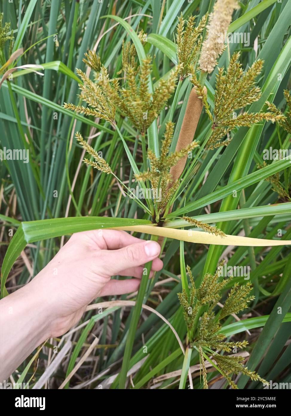 Giant Sedge (Cyperus exaltatus) Plantae Stock Photo - Alamy