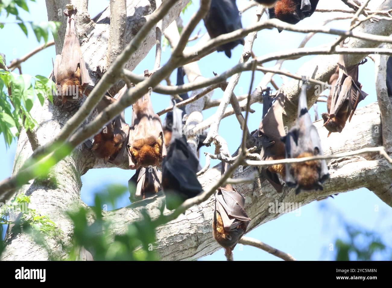 Little Red Flying-fox (Pteropus scapulatus) Mammalia Stock Photo - Alamy