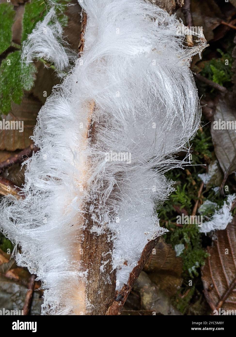 Hair Ice (Exidiopsis effusa) Fungi Stock Photo - Alamy