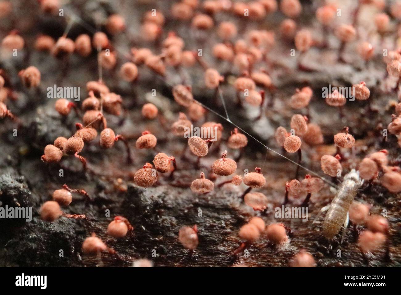 (Cribraria cancellata) Protozoa Stock Photo - Alamy