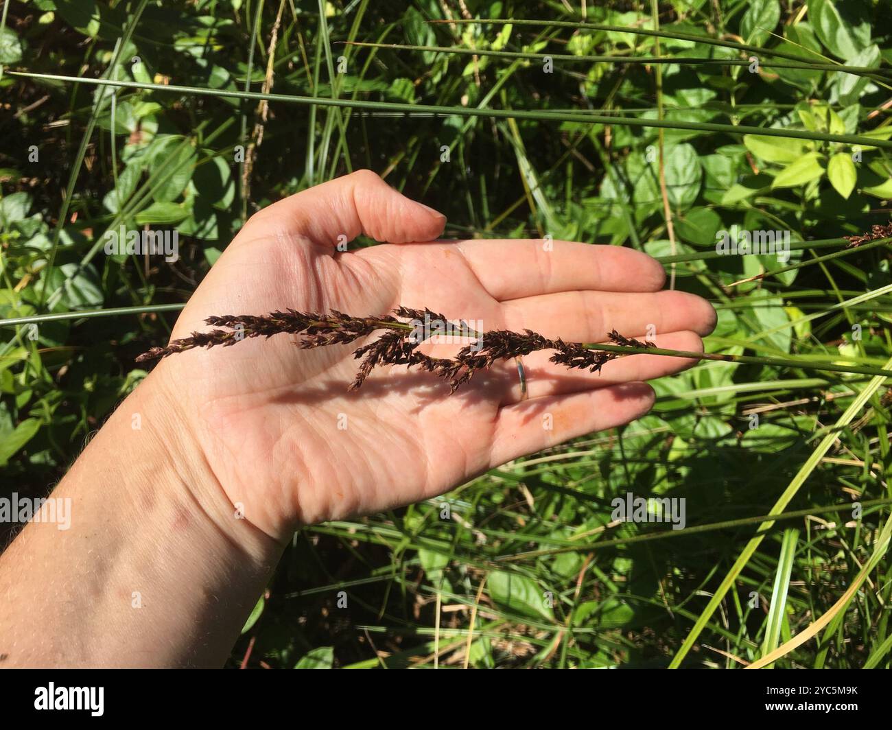 Pakihi Rush (Machaerina teretifolia) Plantae Stock Photo - Alamy