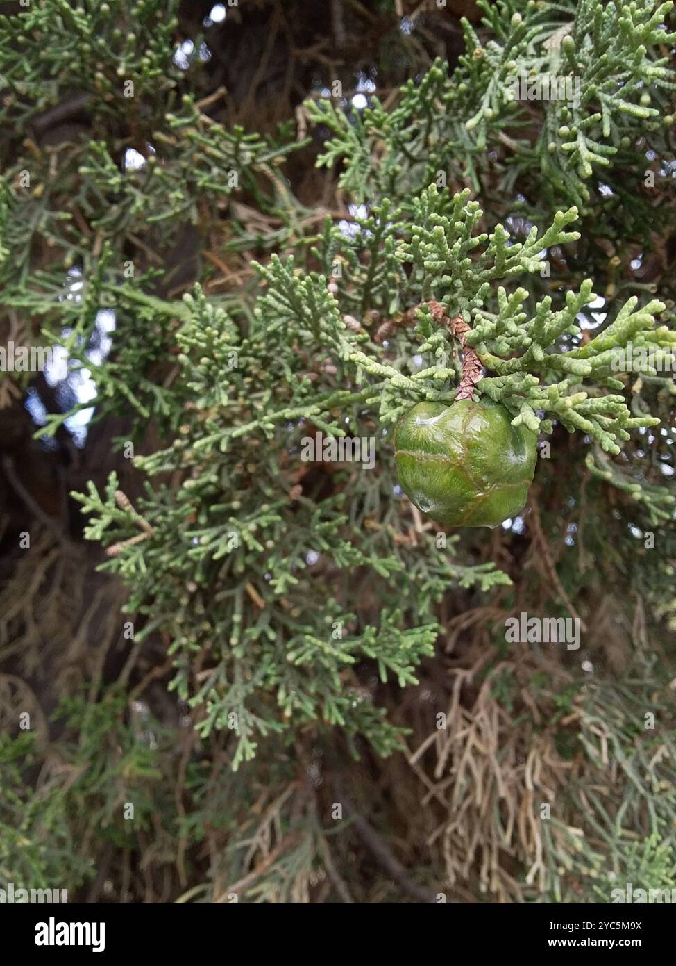 Mediterranean cypress (Cupressus sempervirens) Plantae Stock Photo - Alamy