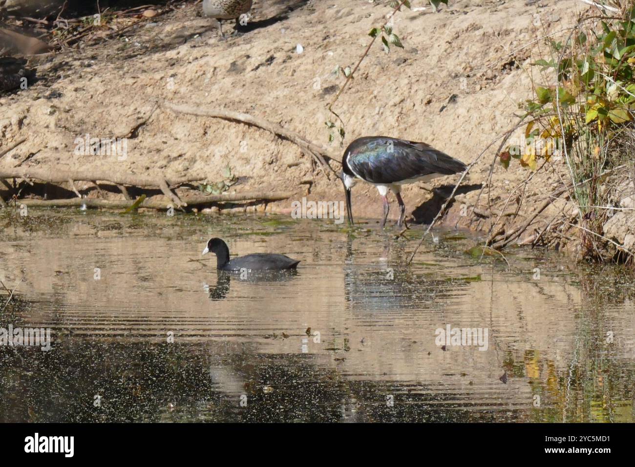 Straw-necked Ibis (Threskiornis spinicollis) Aves Stock Photo - Alamy