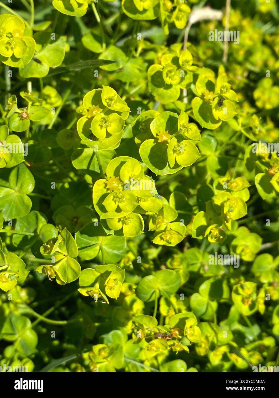 leafy spurge (Euphorbia esula) Plantae Stock Photo - Alamy