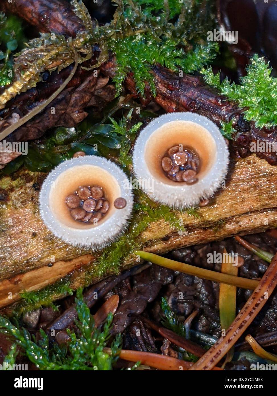 woolly bird's nest fungus (Nidula niveotomentosa) Fungi Stock Photo - Alamy