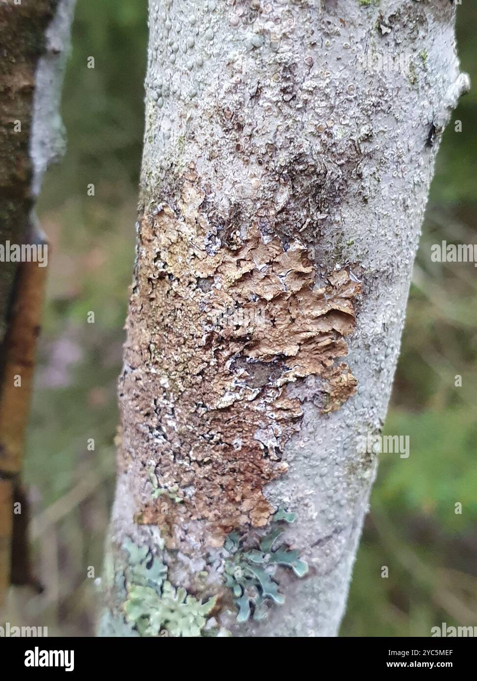 typical shield lichens (Parmelioideae) Fungi Stock Photo - Alamy
