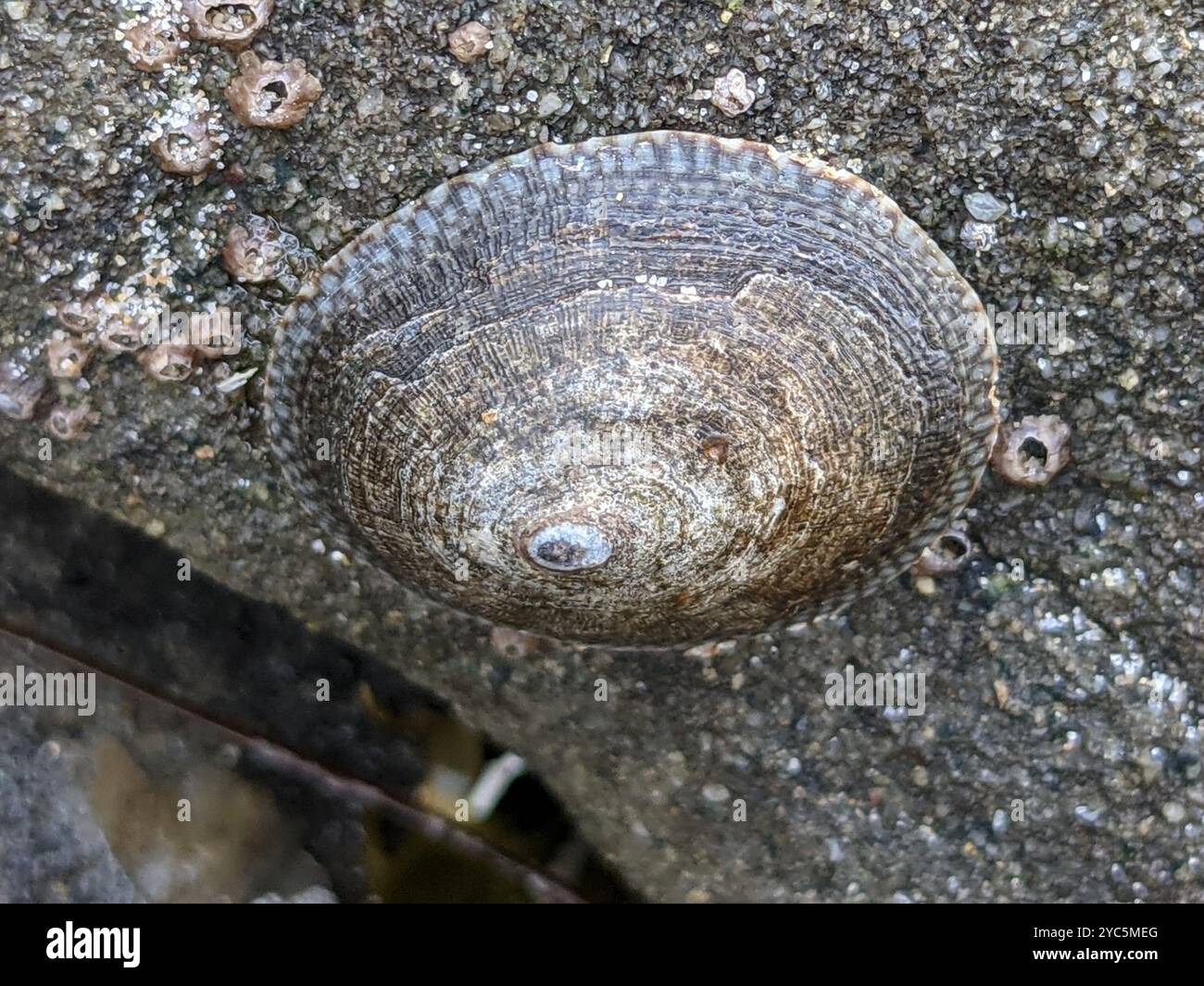 File Limpet (Lottia limatula) Mollusca Stock Photo - Alamy