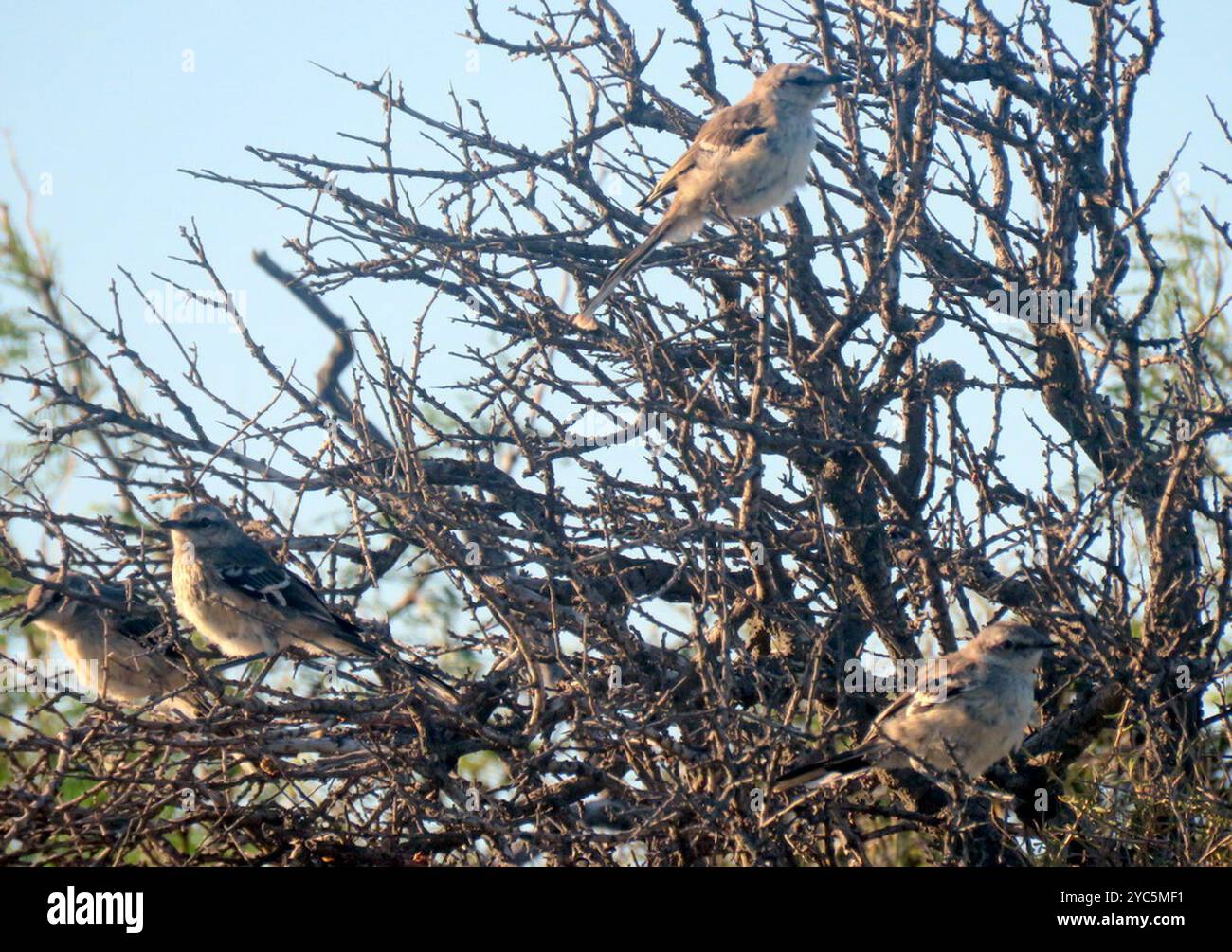 Patagonian Mockingbird (Mimus patagonicus) Aves Stock Photo - Alamy