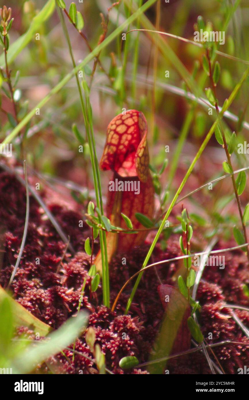northern purple pitcher plant (Sarracenia purpurea purpurea) Plantae ...