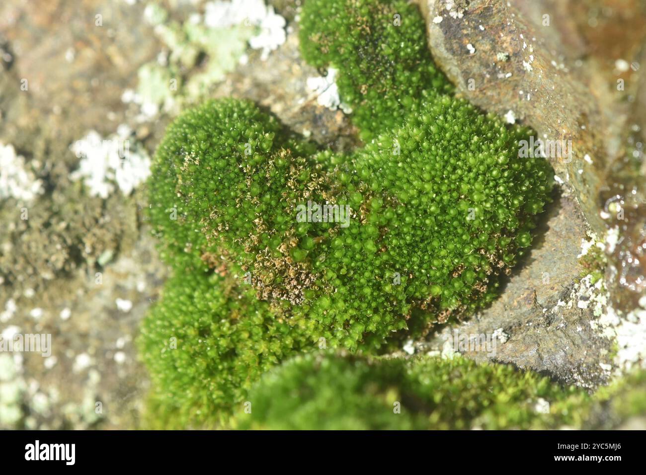 Capillary Thread-moss (Ptychostomum capillare) Plantae Stock Photo - Alamy