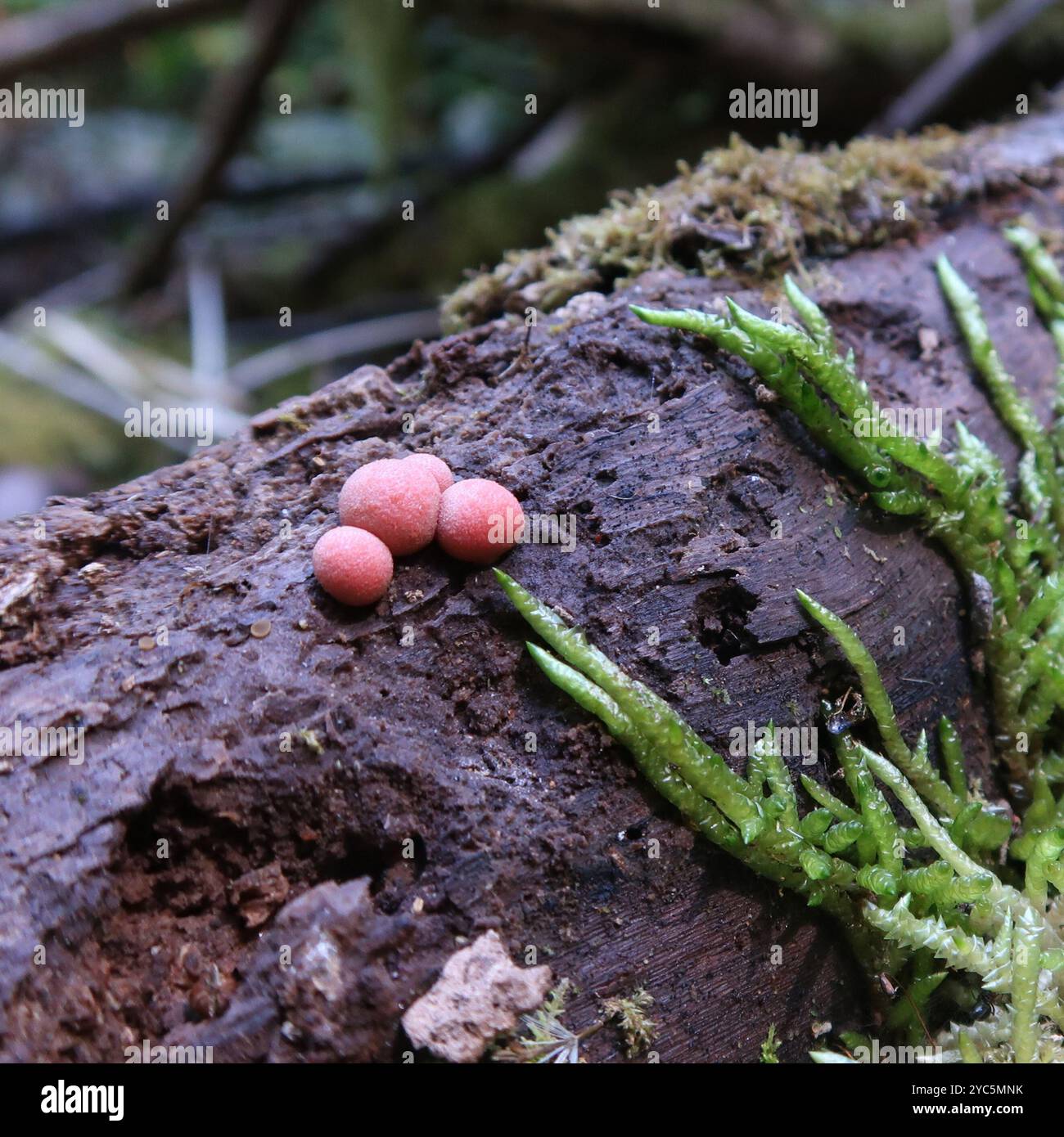 Wolf's Milk (Lycogala epidendrum) Protozoa Stock Photo - Alamy