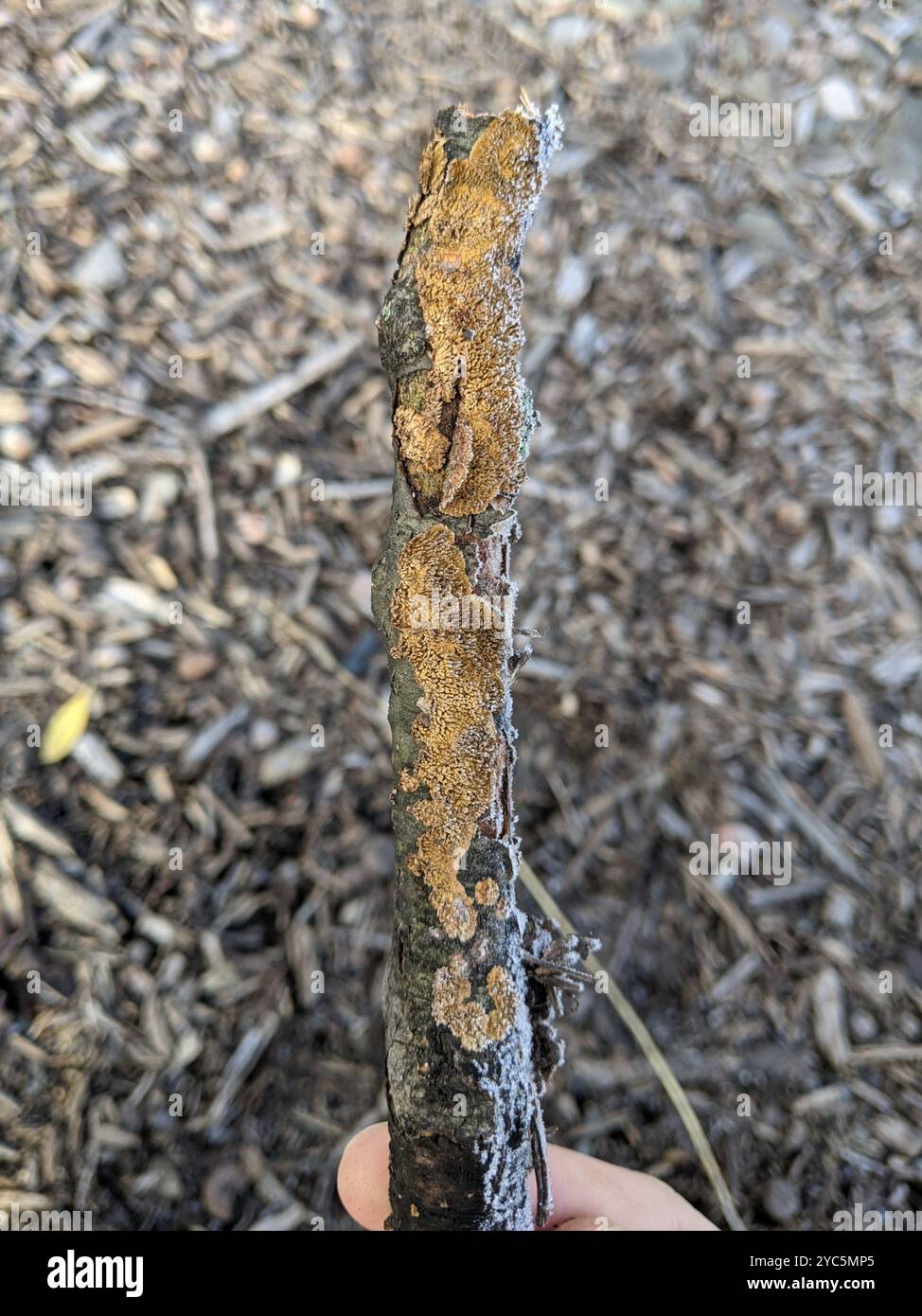 brown-toothed crust fungus (Hydnoporia olivacea) Fungi Stock Photo - Alamy