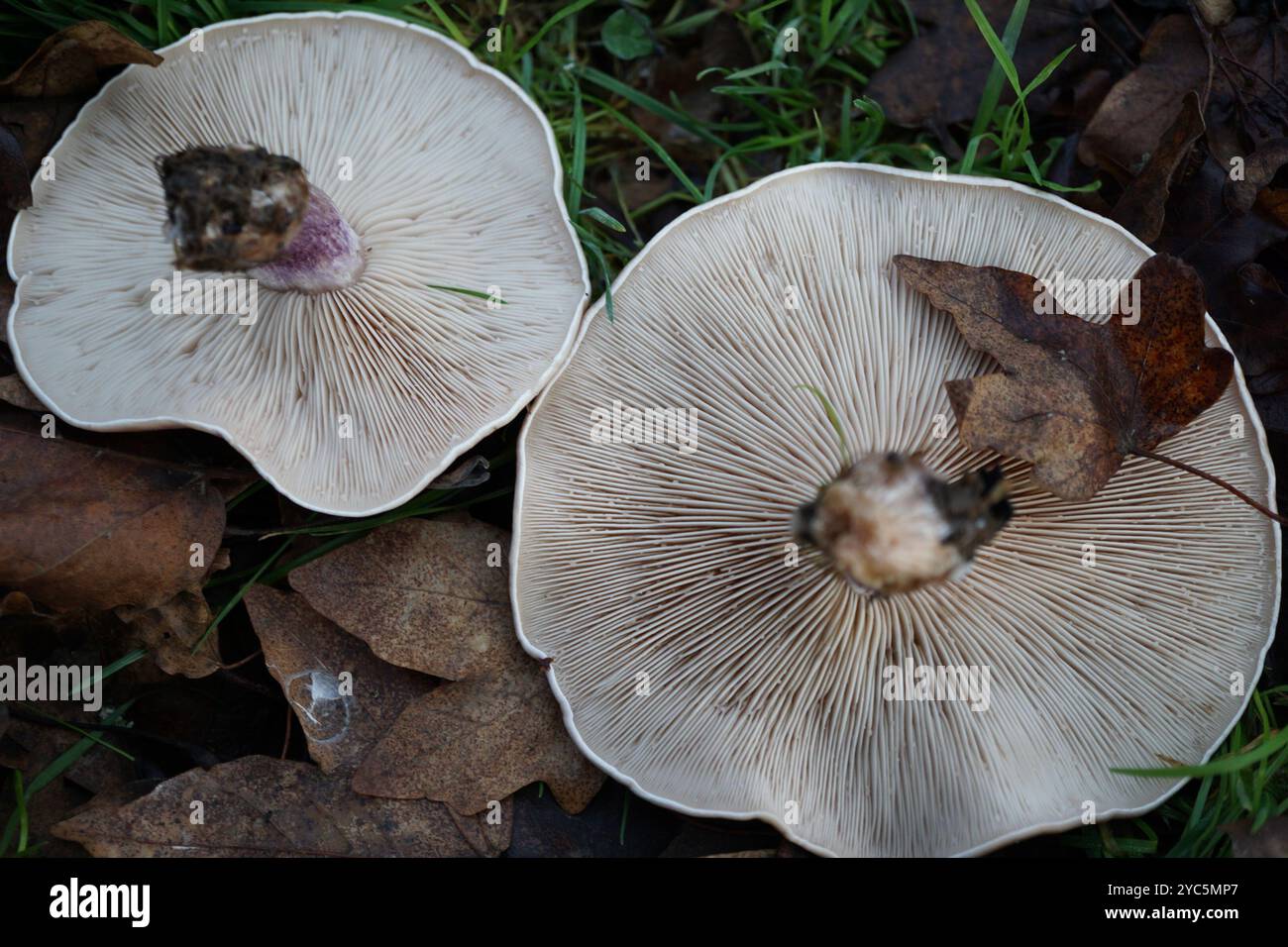 Field Blewit (Collybia personata) Fungi Stock Photo - Alamy