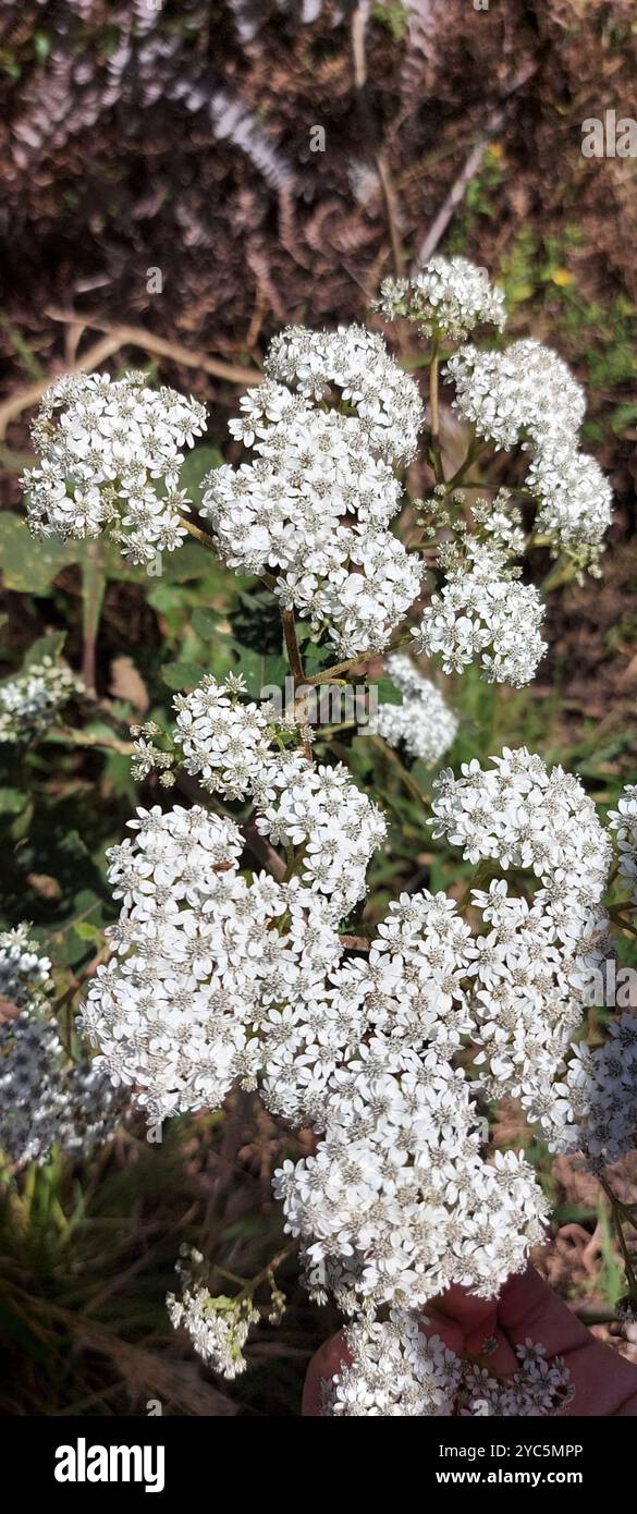 Mexican tree daisy (Verbesina turbacensis) Plantae Stock Photo - Alamy