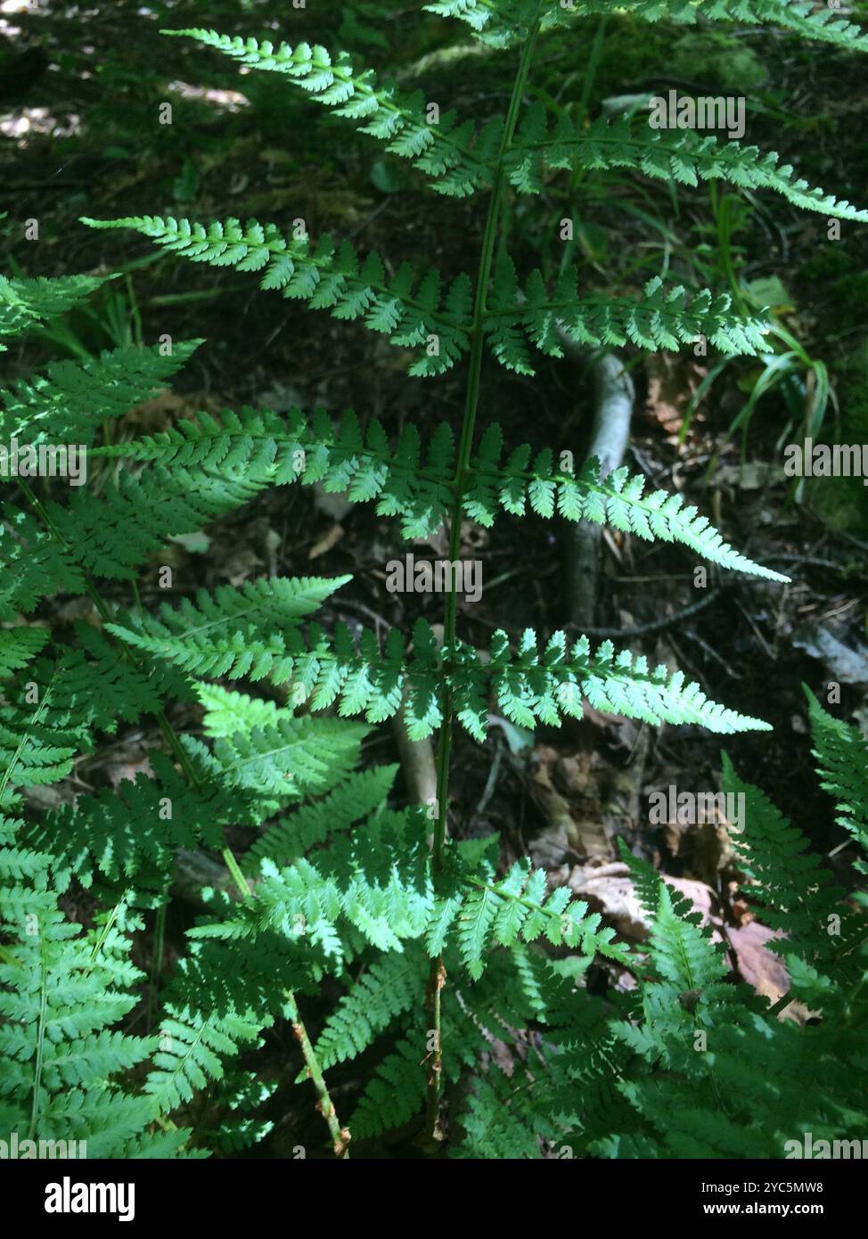 intermediate wood fern (Dryopteris intermedia) Plantae Stock Photo - Alamy