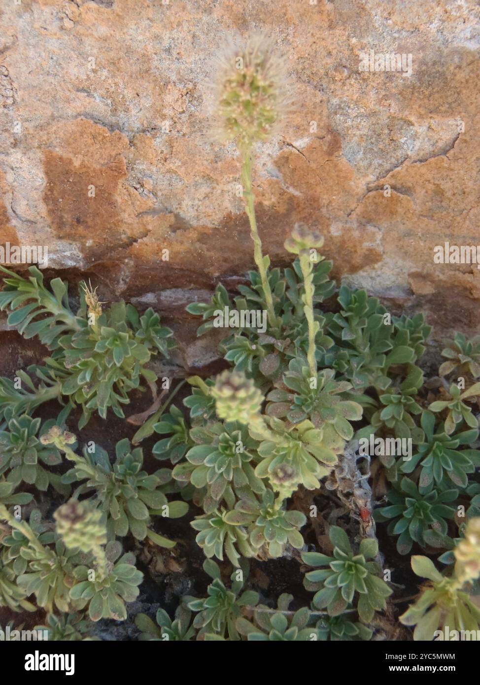 mat rock spiraea (Petrophytum caespitosum) Plantae Stock Photo - Alamy