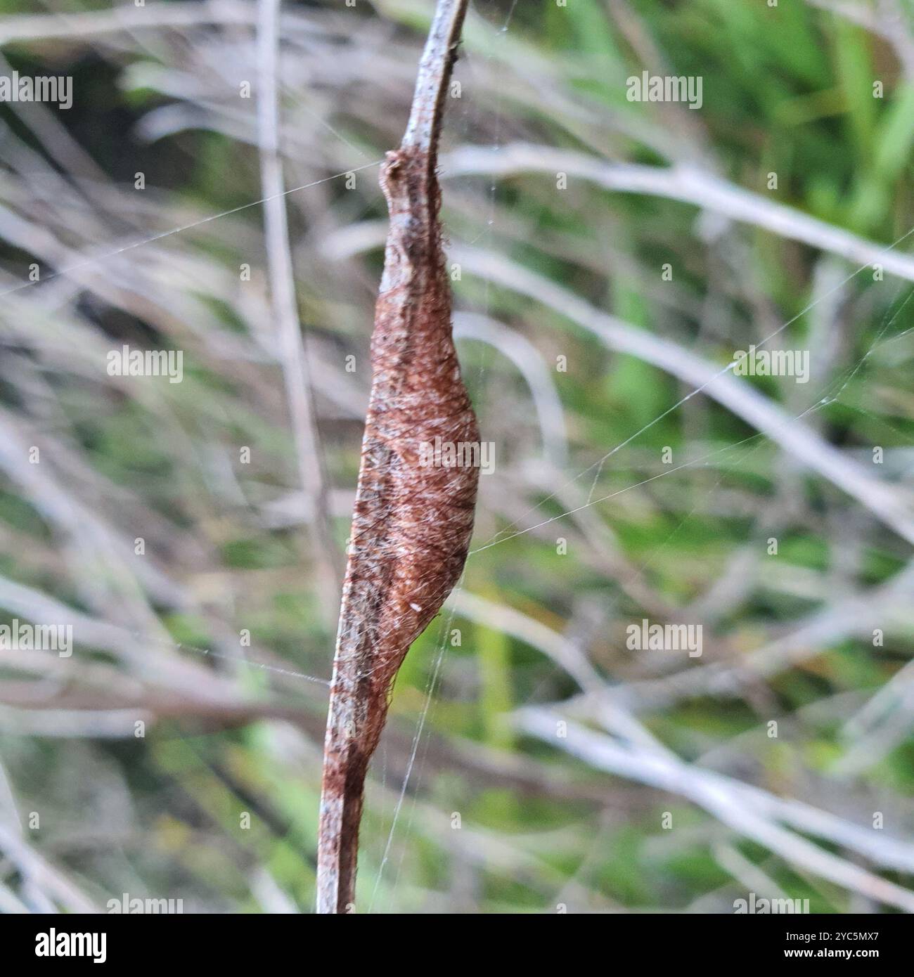 Christmas Jewel Spider (Austracantha minax) Arachnida Stock Photo - Alamy