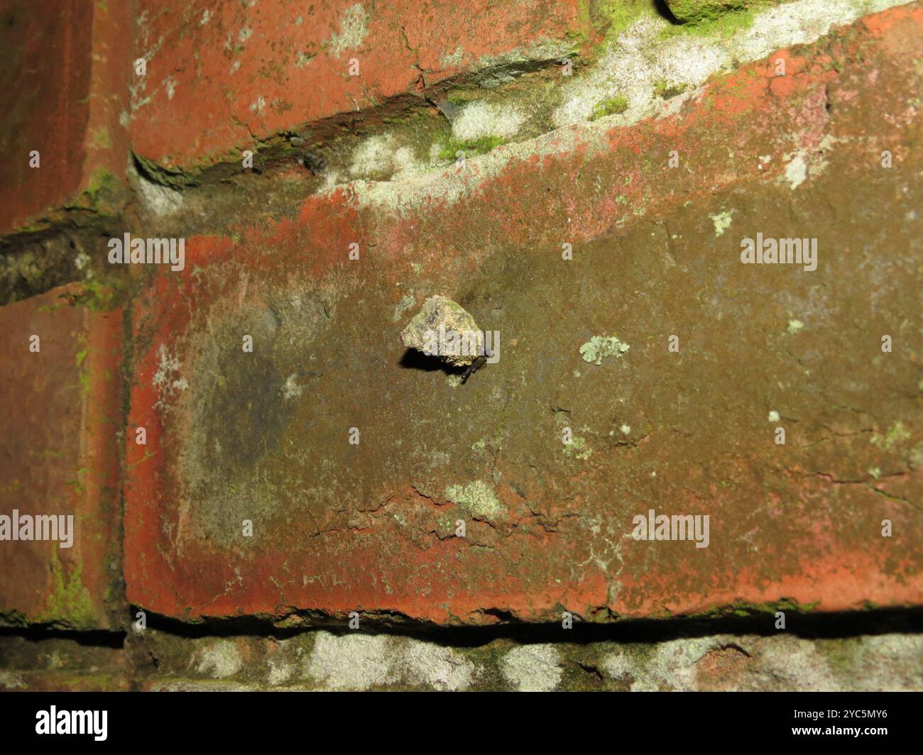 Chestnut Barksnail (Gittenedouardia spadicea) Mollusca Stock Photo - Alamy