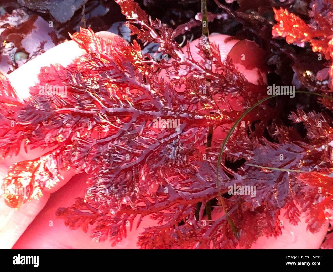 Sea Comb (Plocamium cartilagineum) Plantae Stock Photo - Alamy