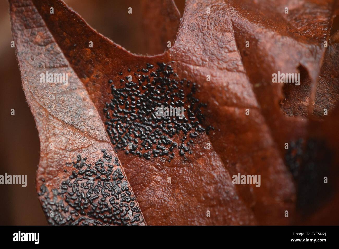 Speckled Tar Spot (Rhytisma punctatum) Fungi Stock Photo - Alamy