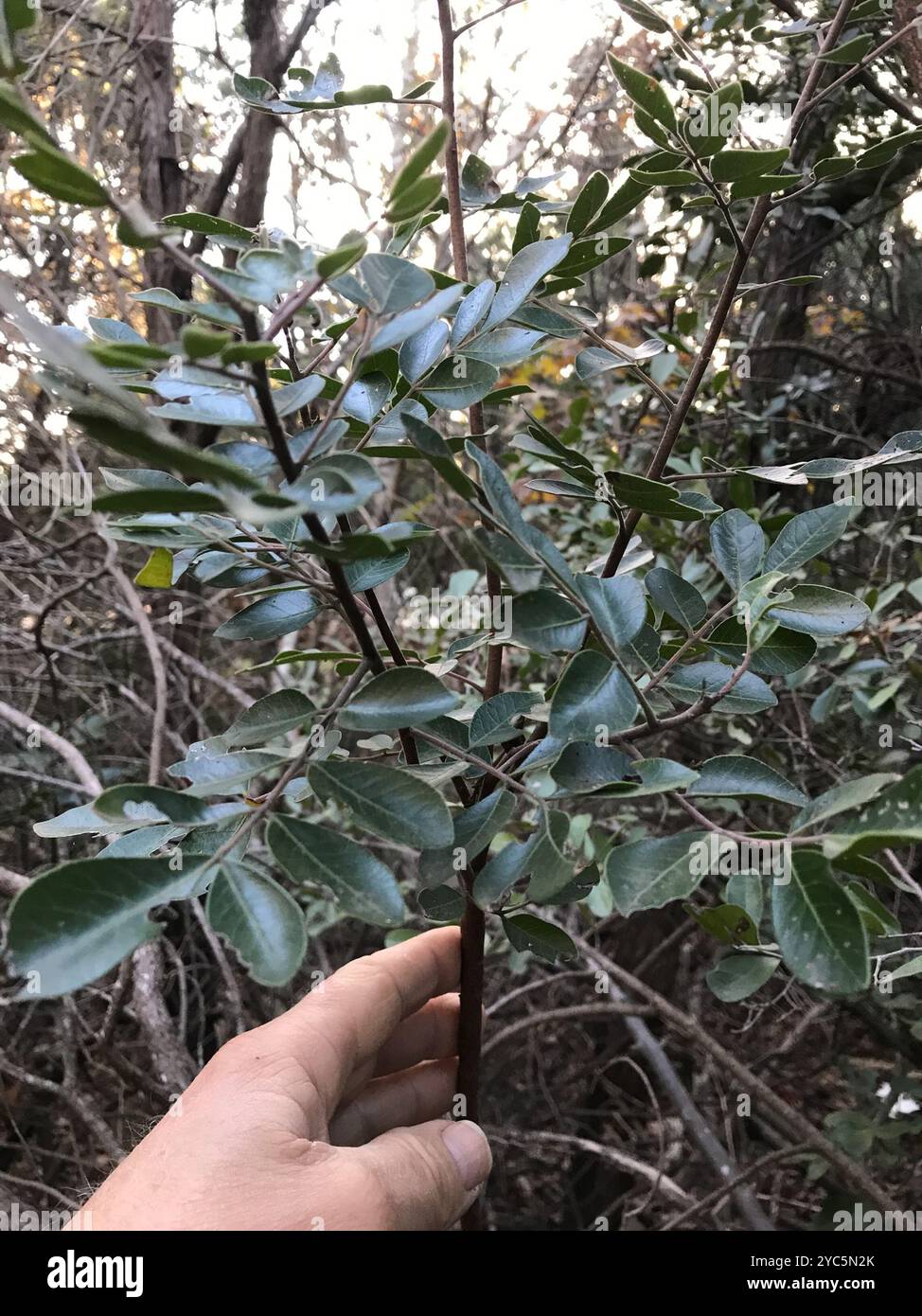 evergreen sumac (Rhus virens) Plantae Stock Photo - Alamy