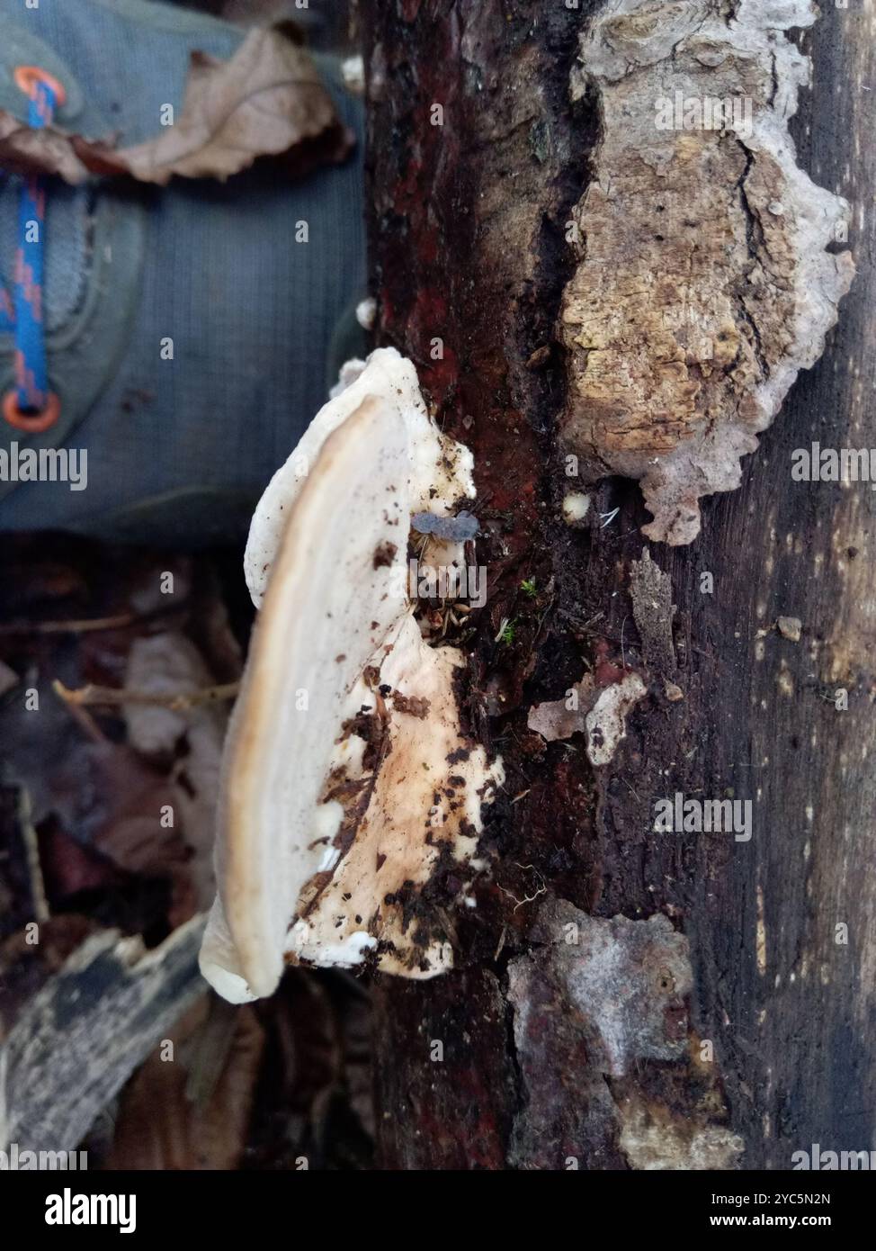 Lumpy Bracket (Trametes gibbosa) Fungi Stock Photo - Alamy