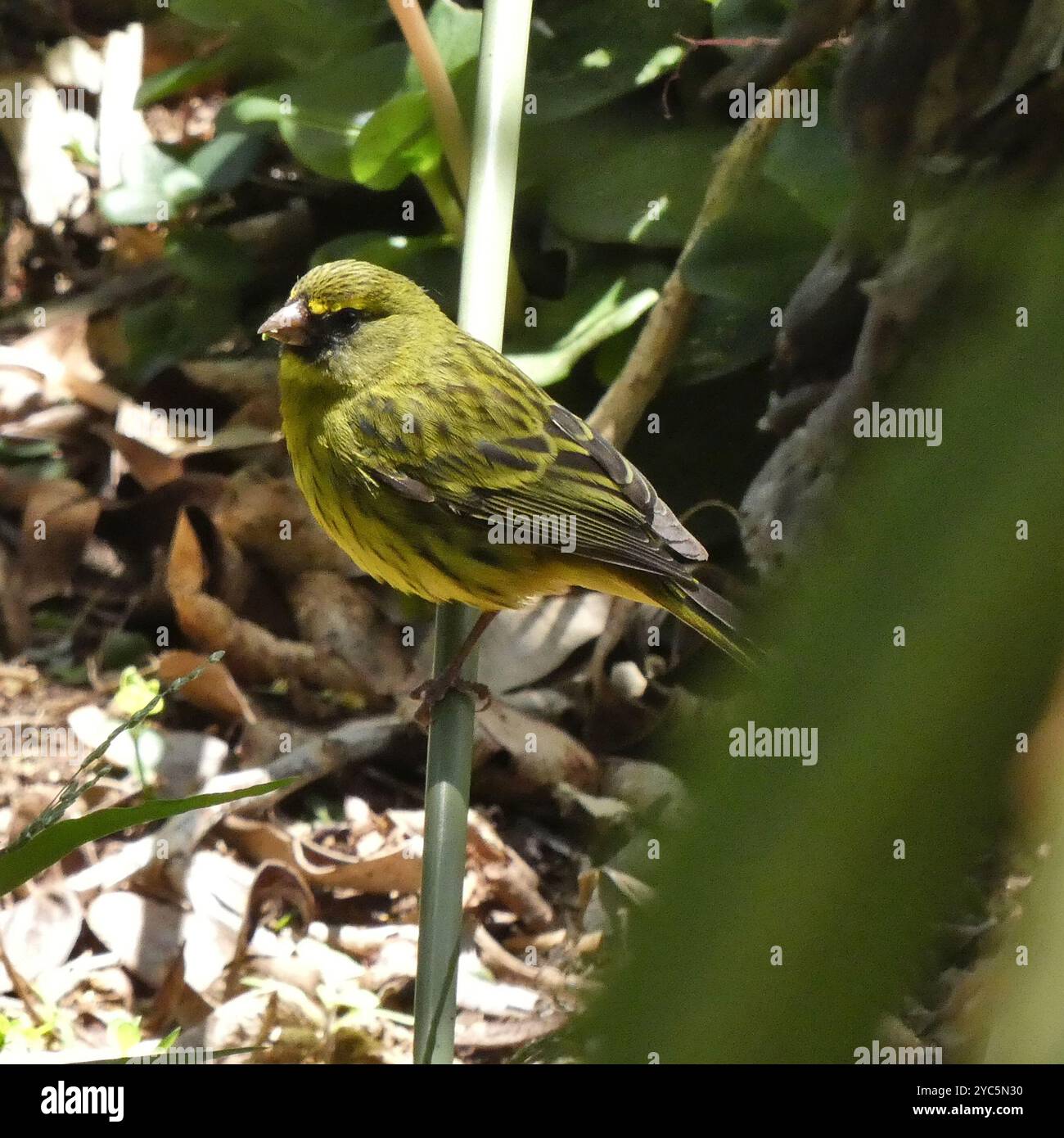 Crithagra scotops hi-res stock photography and images - Alamy