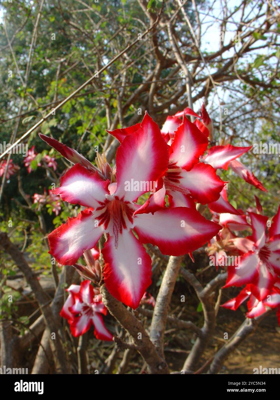 impala lily (Adenium multiflorum) Plantae Stock Photo - Alamy