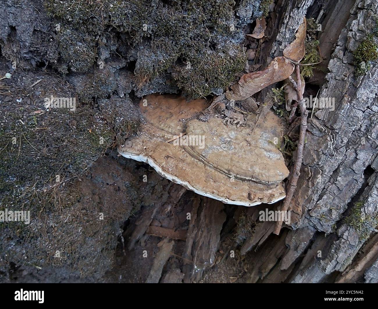 artist's bracket (Ganoderma applanatum) Fungi Stock Photo - Alamy