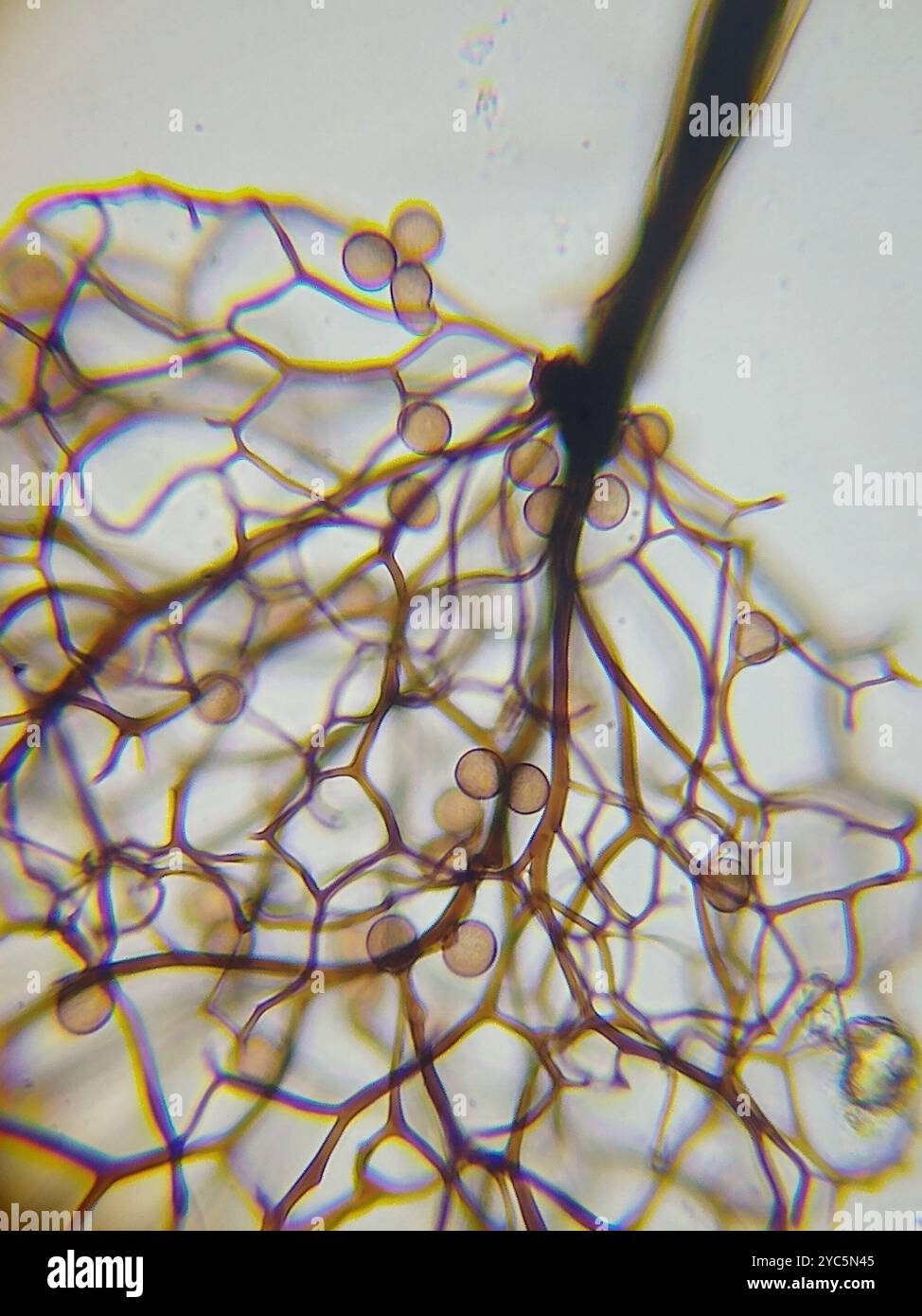 (Comatricha elegans) Protozoa Stock Photo - Alamy
