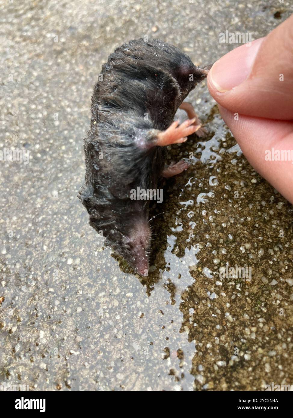 Blarina carolinensis hi-res stock photography and images - Alamy