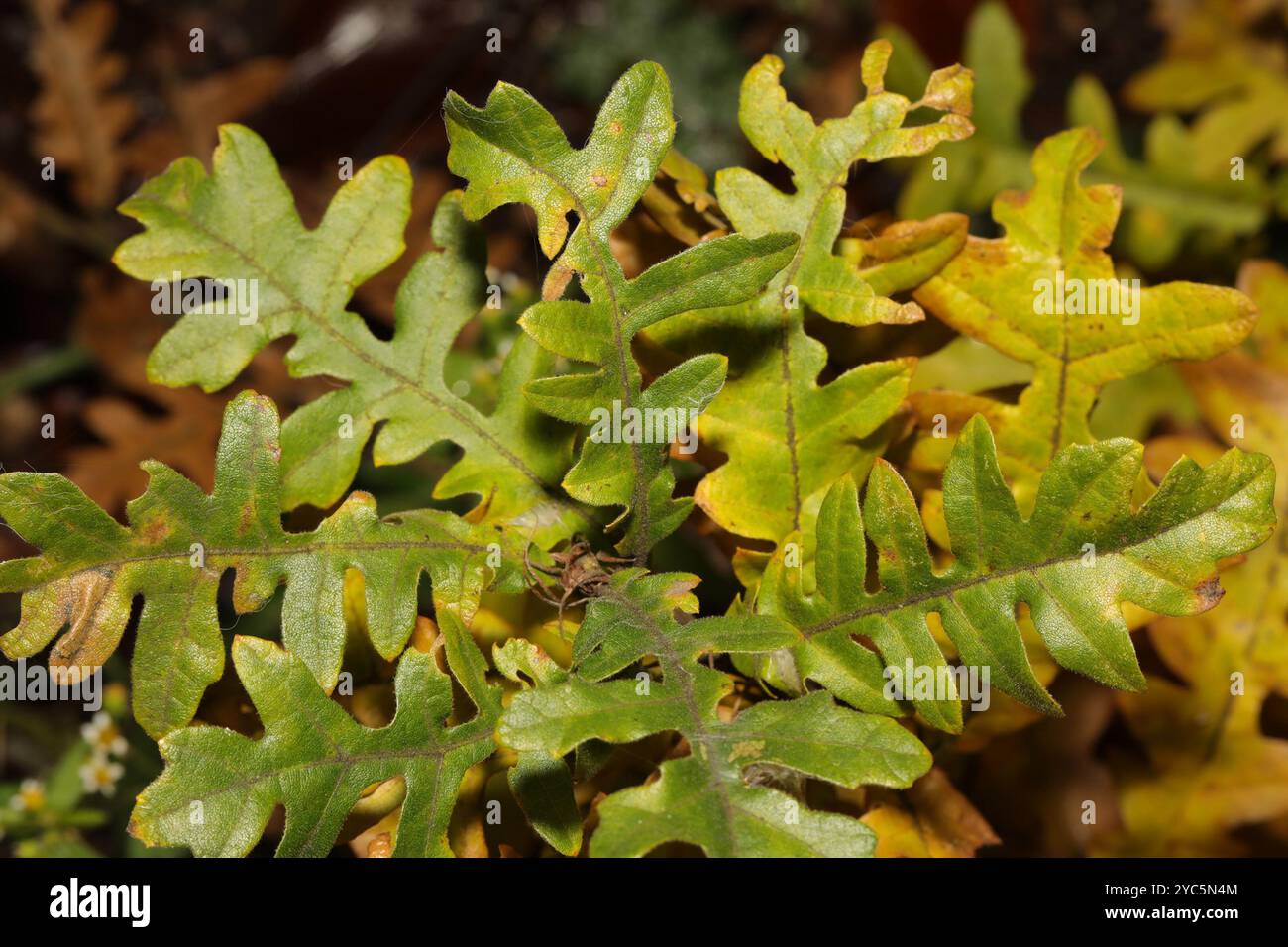Turkey Oak (Quercus cerris) Plantae Stock Photo - Alamy