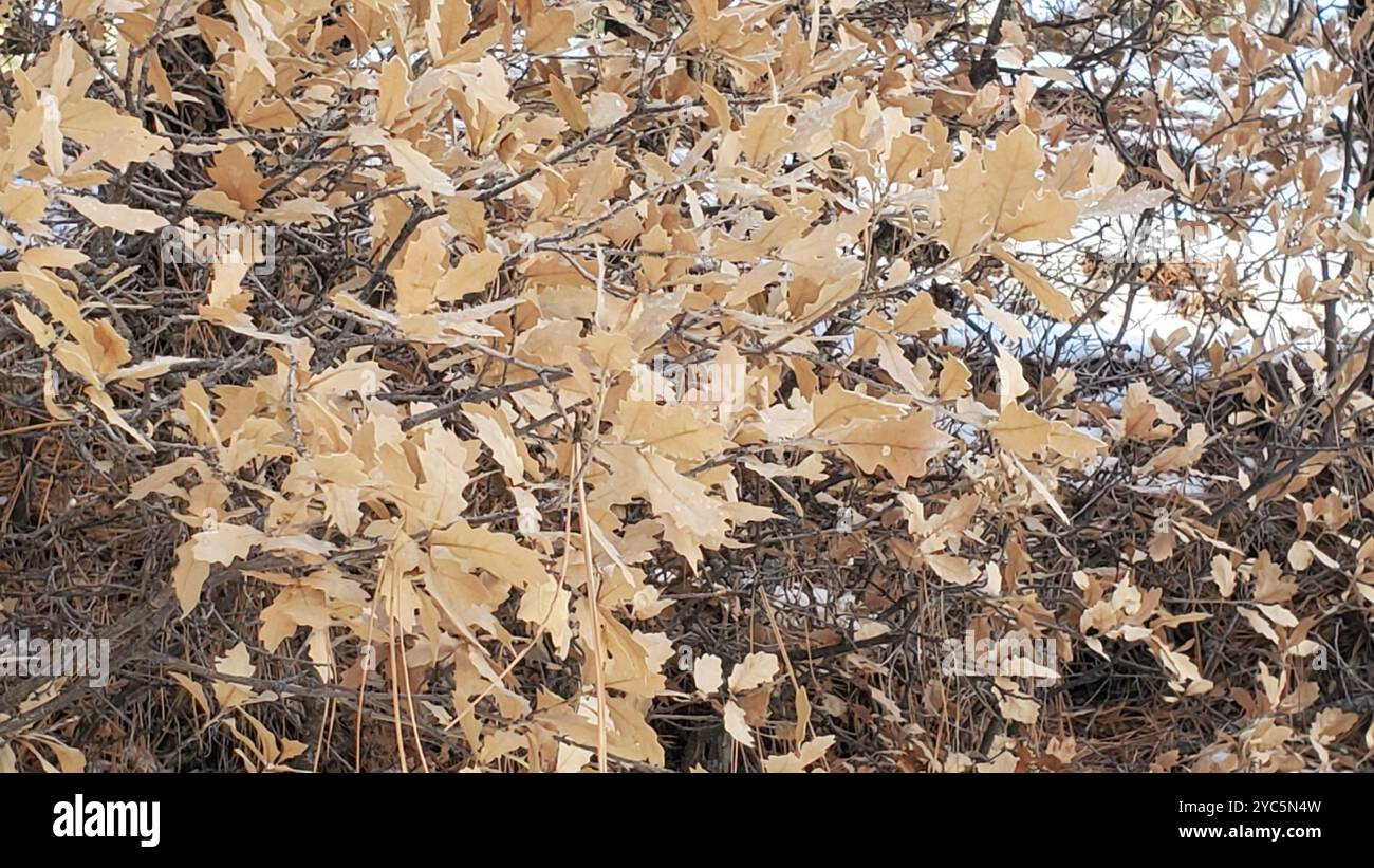 Wavyleaf Oak (Quercus × undulata) Plantae Stock Photo - Alamy