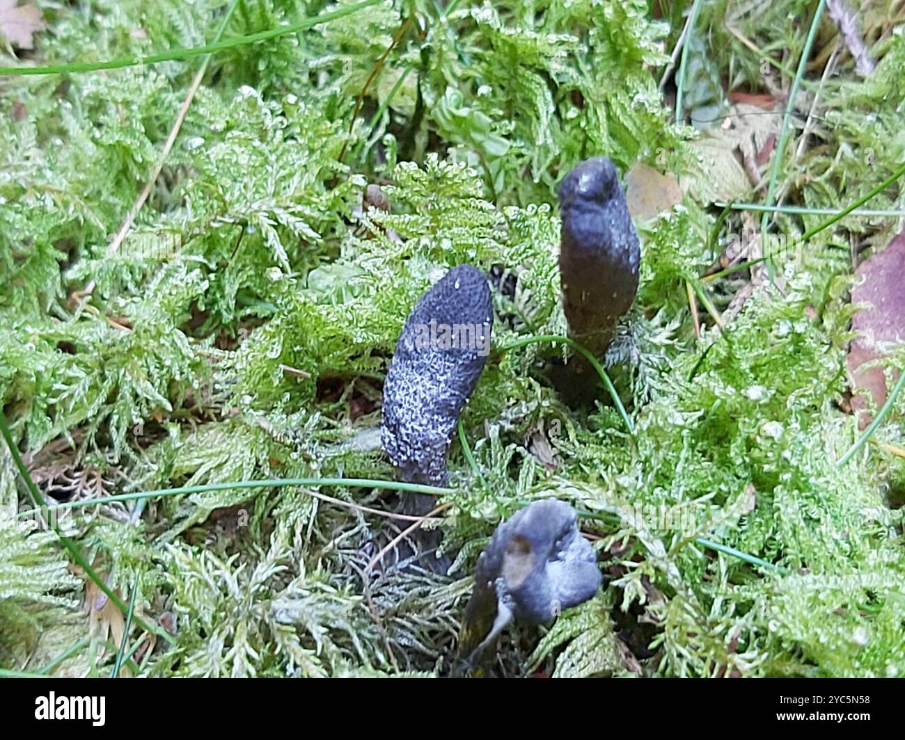Snaketongue Truffleclub (Tolypocladium ophioglossoides) Fungi Stock ...