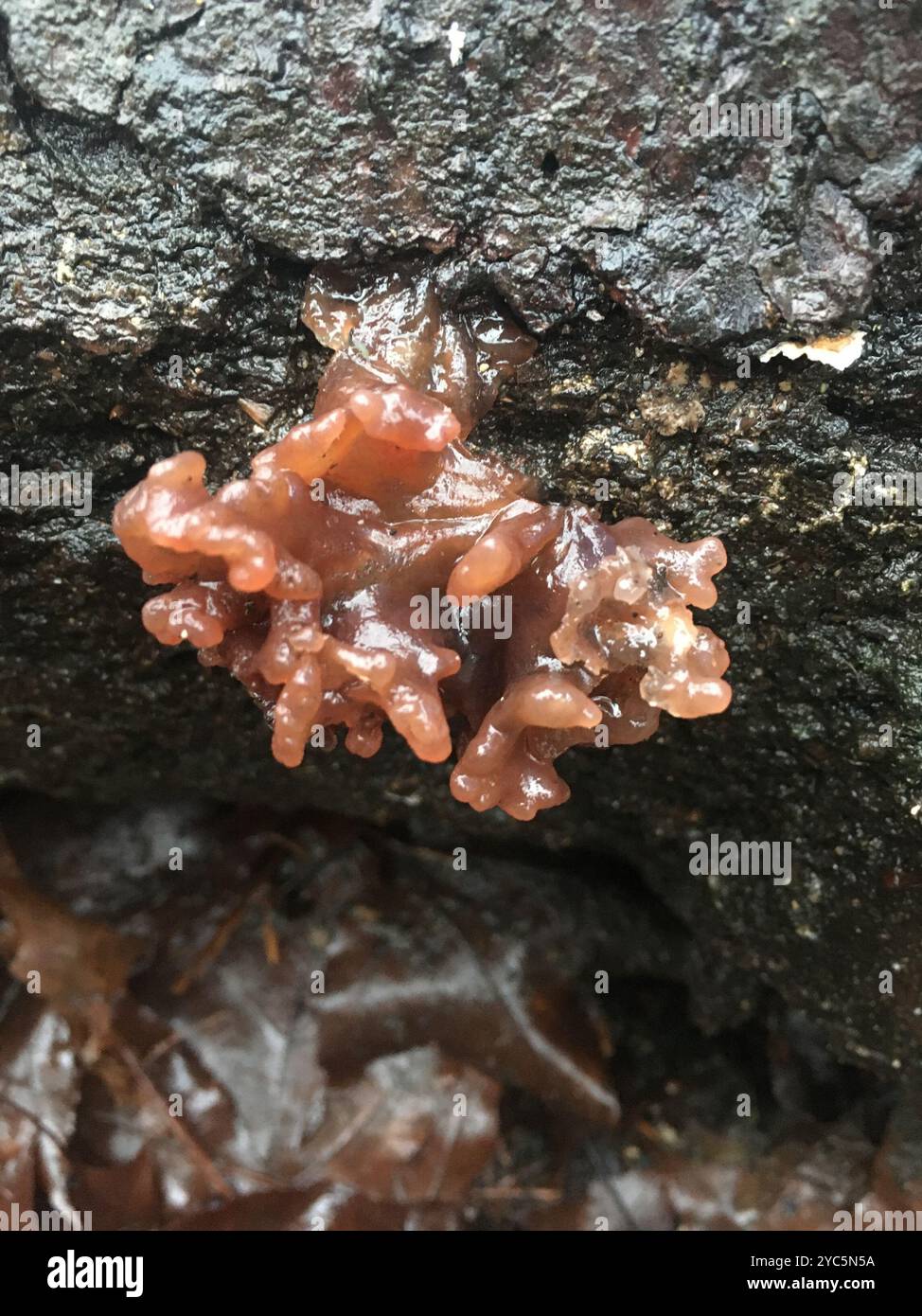 Leafy Brain (Phaeotremella foliacea) Fungi Stock Photo - Alamy