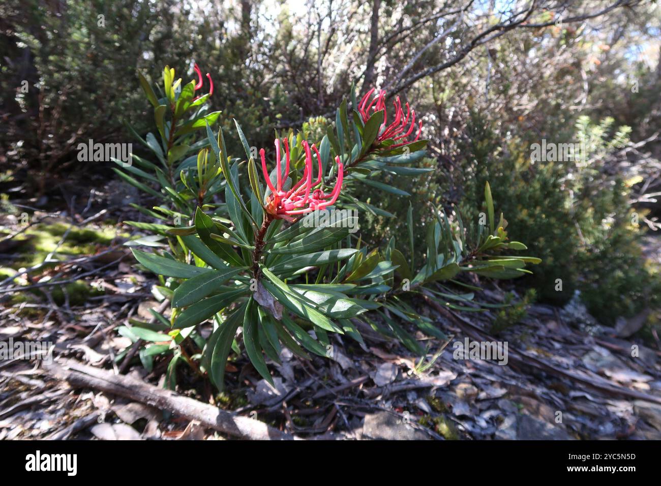Tasmanian Waratah (Telopea truncata) Plantae Stock Photo - Alamy