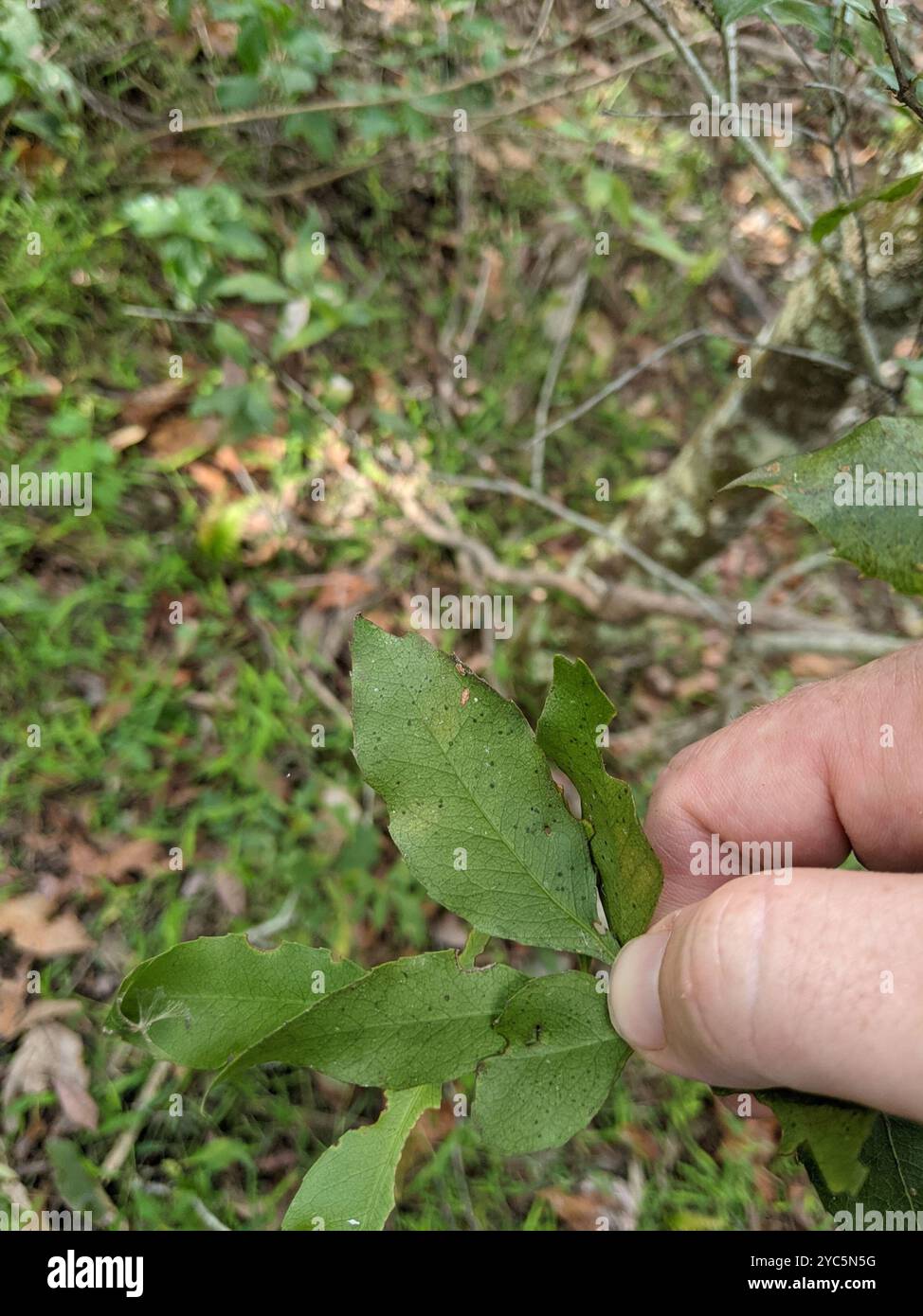 Orange Boxwood (Denhamia celastroides) Plantae Stock Photo - Alamy