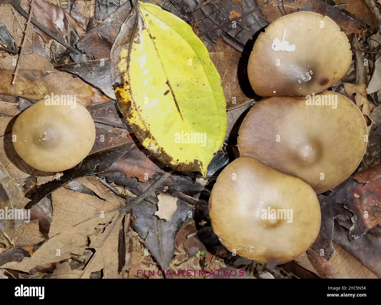 (Psilocybe caerulescens) Fungi Stock Photo - Alamy