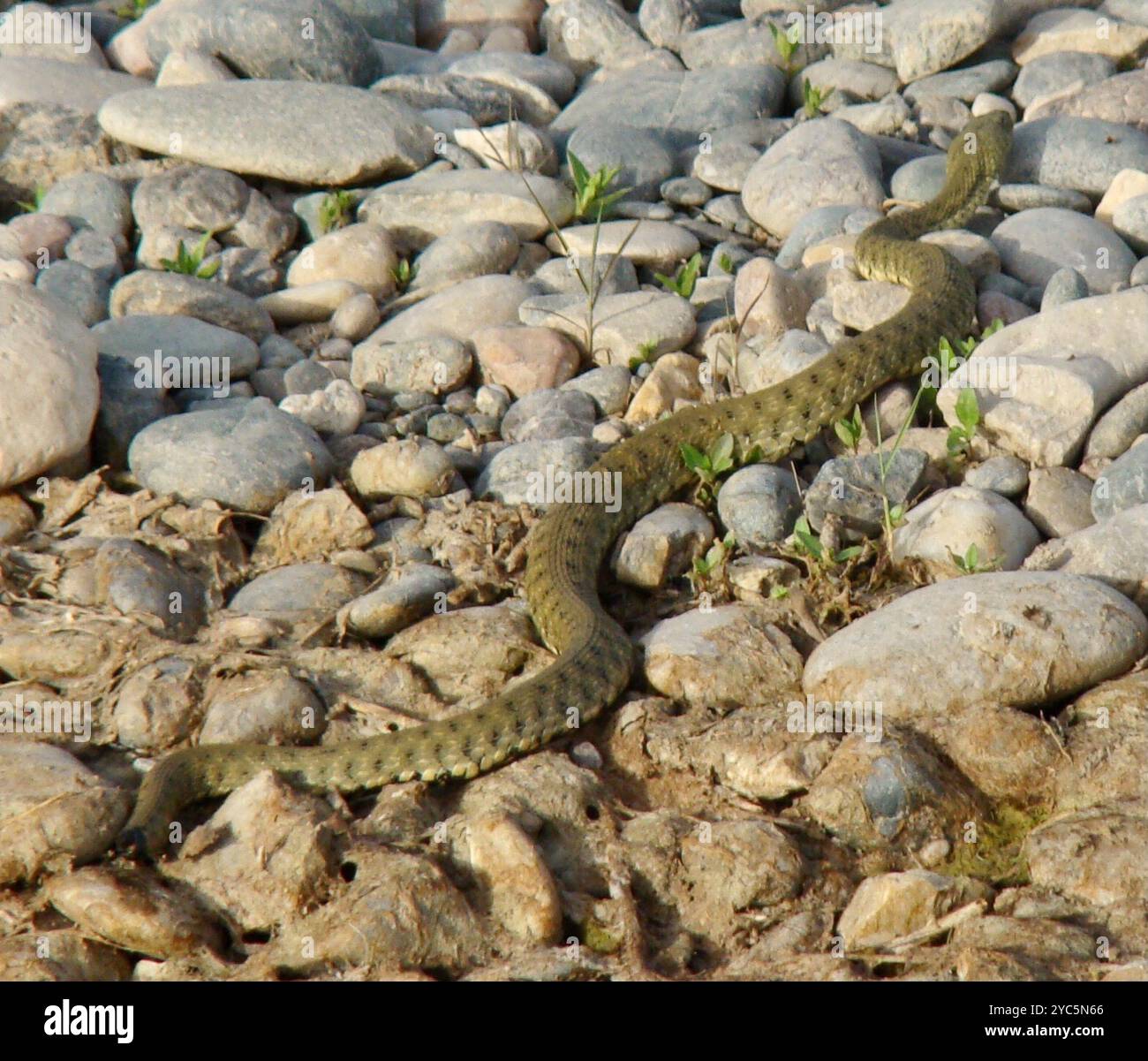 Tessellated Water Snake (Natrix tessellata) Reptilia Stock Photo - Alamy