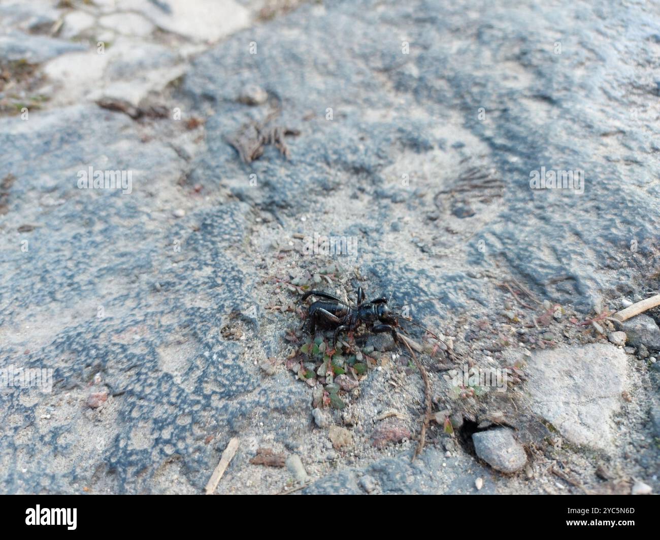 Jerusalem Crickets (Stenopelmatidae) Insecta Stock Photo - Alamy