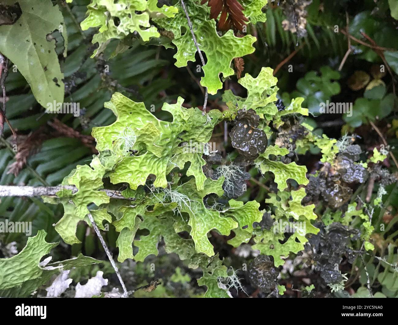 Tree Lungwort (Lobaria pulmonaria) Fungi Stock Photo - Alamy